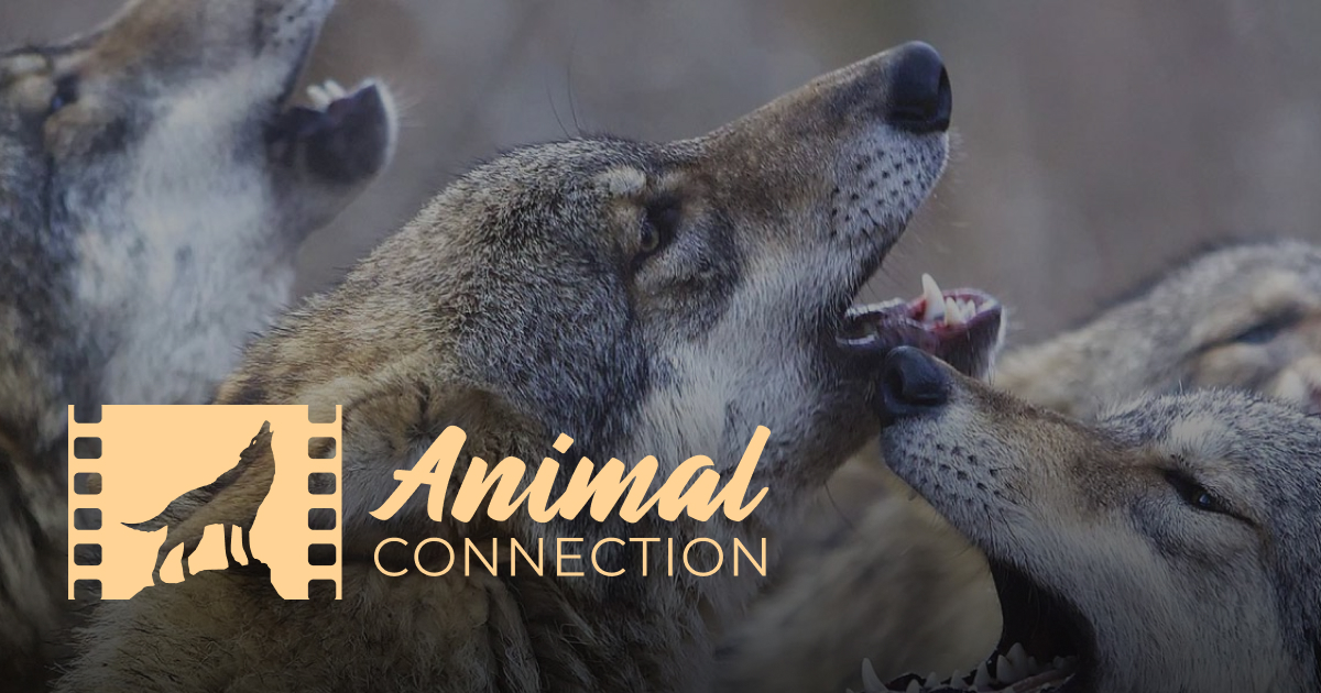 Animal Connection - Dressage animalier - Animal connection